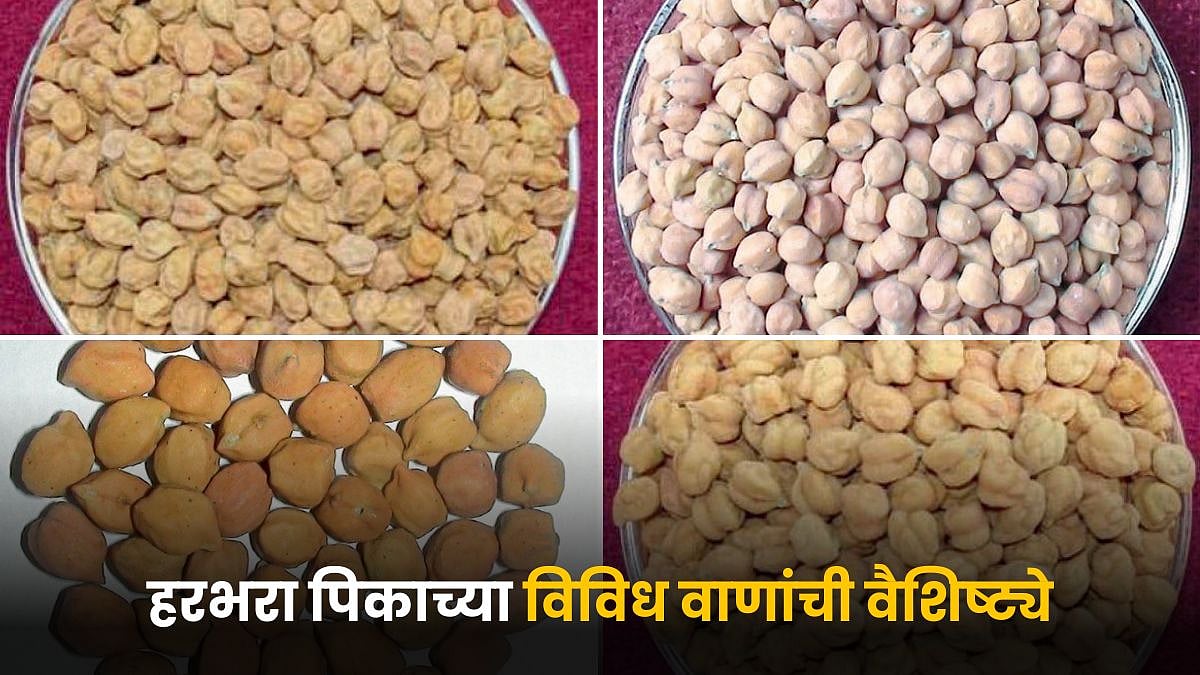Chana Variety | हरभरा पिकाच्या विविध वाणांची वैशिष्ट्ये ...