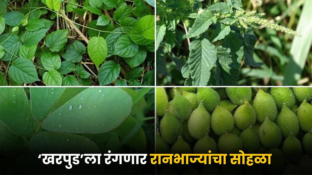 Wild Vegetable | ‘खरपुड’ला रंगणार रानभाज्यांचा सोहळा | The wild ...
