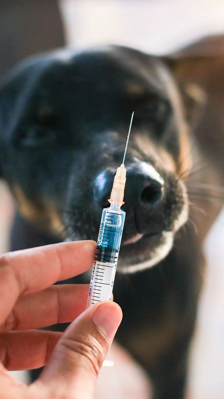 Rabies Control : जीवघेण्या रेबीजवर असं मिळवा नियंत्रण|Control Measure ...