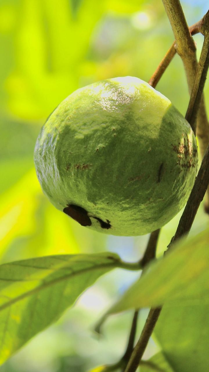 Guava Eating : पेरूमध्ये किती टक्के पाणी असतं, असे होतात शरिराला फायदे ...