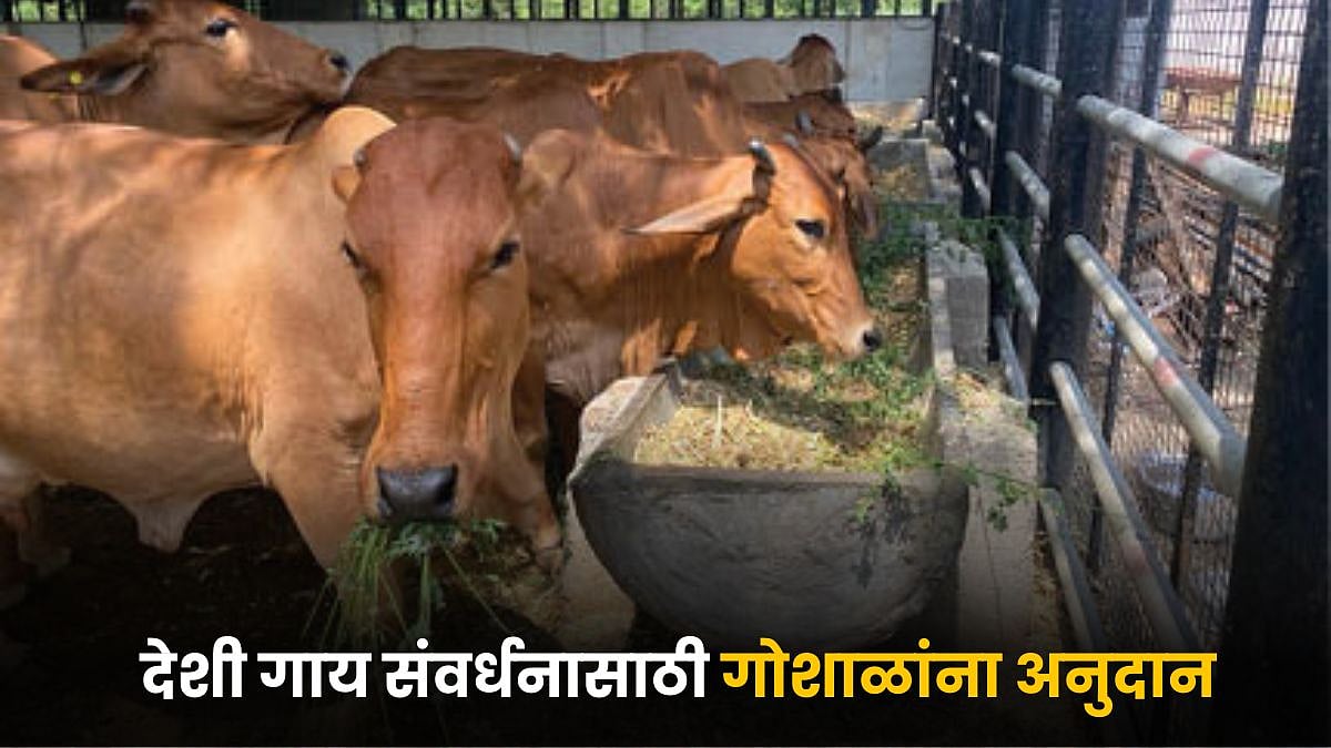 Indigenous Cow Conservation | देशी गाय संवर्धनासाठी गोशाळांना अनुदान ...