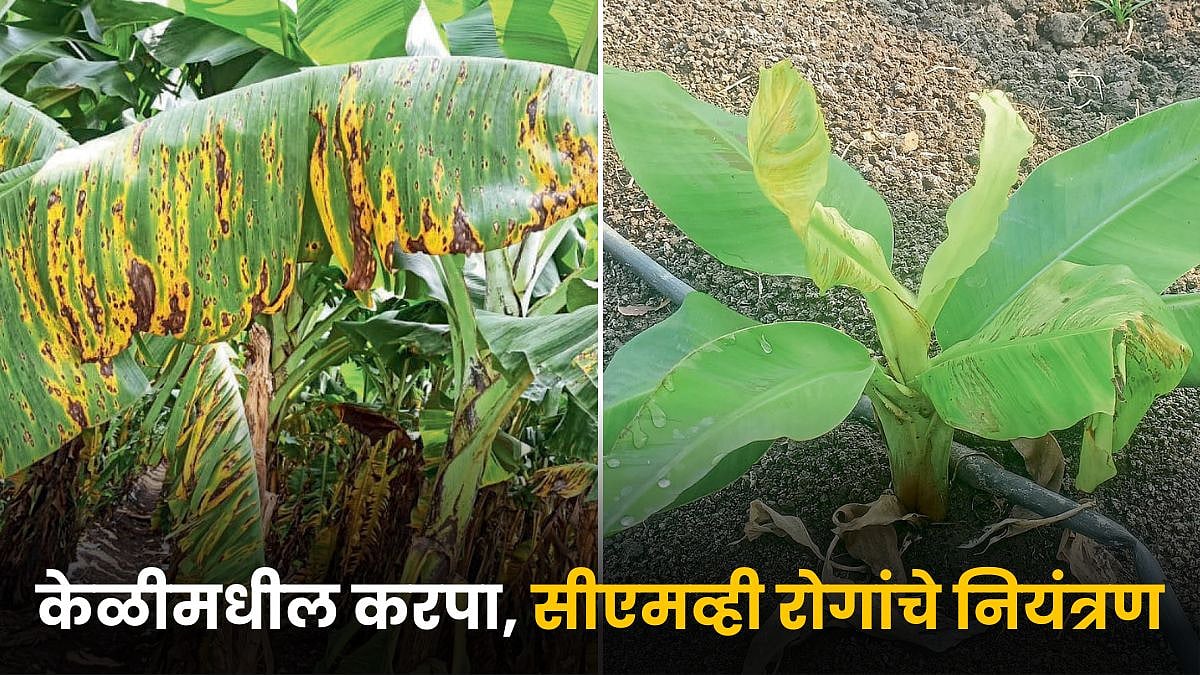 Banana Disease | केळीमधील करपा, सीएमव्ही रोगांचे नियंत्रण | Control of ...