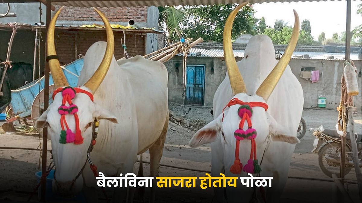 Bail Pola | बैलांविना साजरा होतोय पोळा | Pola is being celebrated ...