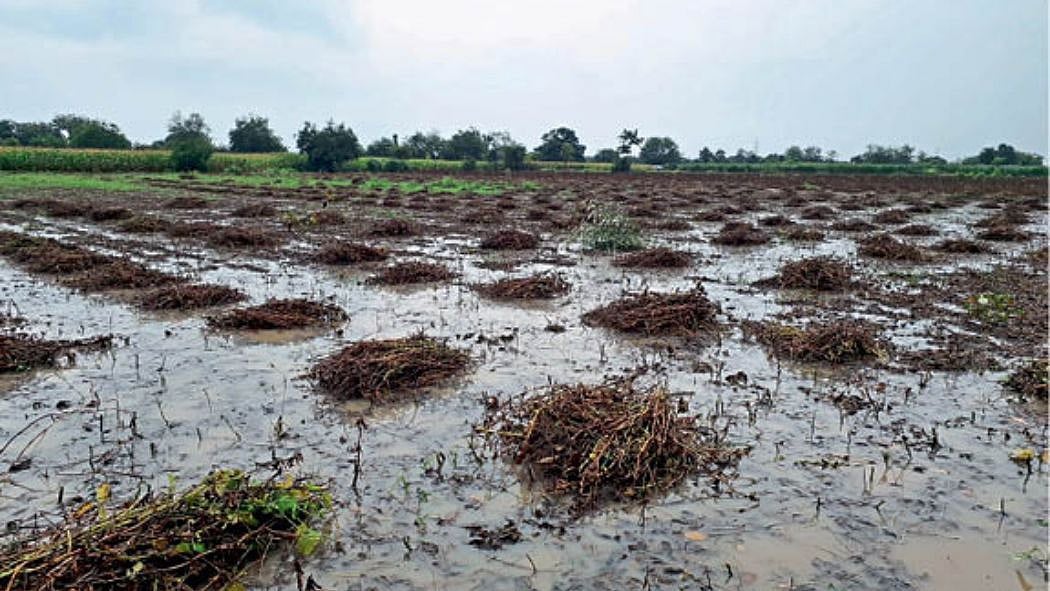 Crop Damage । शेतात तळे साचल्याने सोयाबीनला फटका । Soybean Crop Damage ...