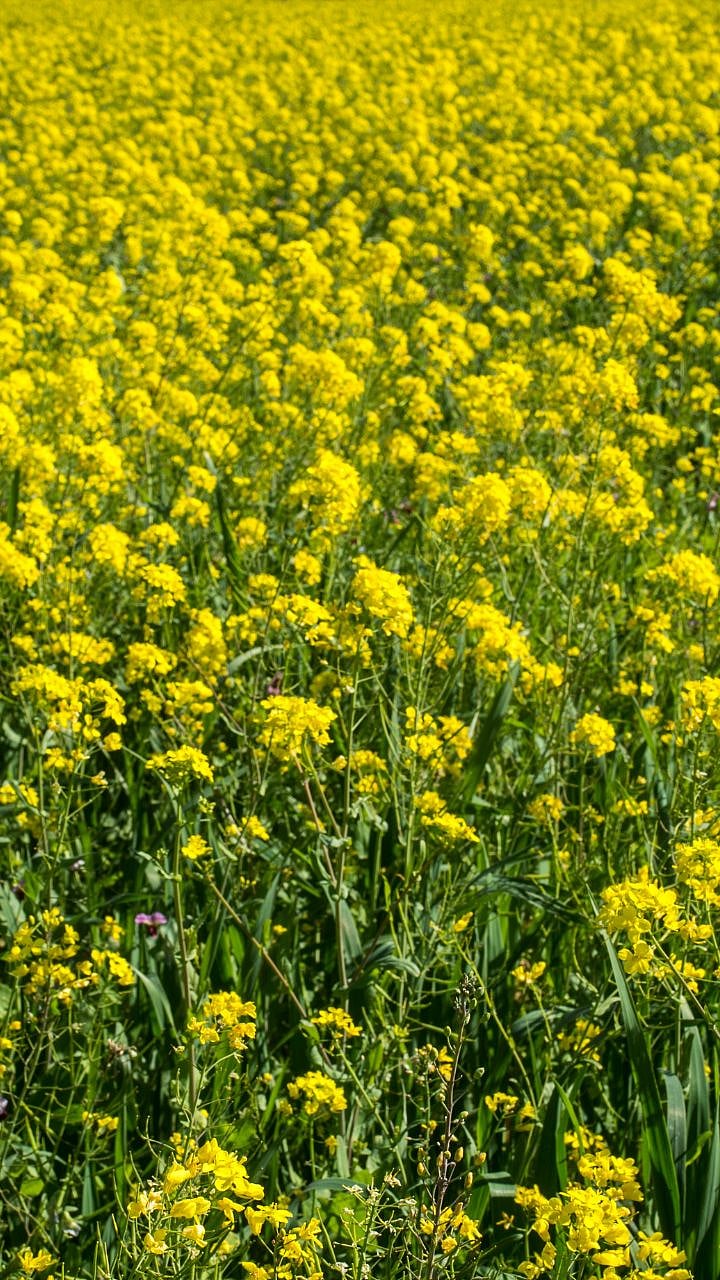Mustard Crop : कमी कालावधीत, कमी खर्चात येणाऱ्या मोहरीची लागवड कशी ...
