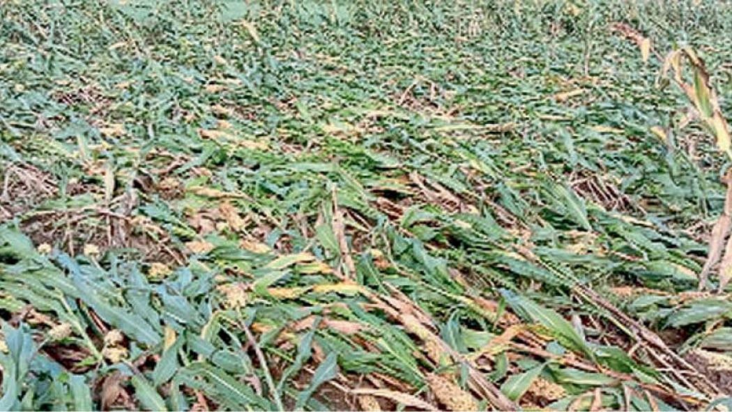 Crop Damage । पीक नुकसानीचे पंचनामे करा । Make panchnama of crop damage