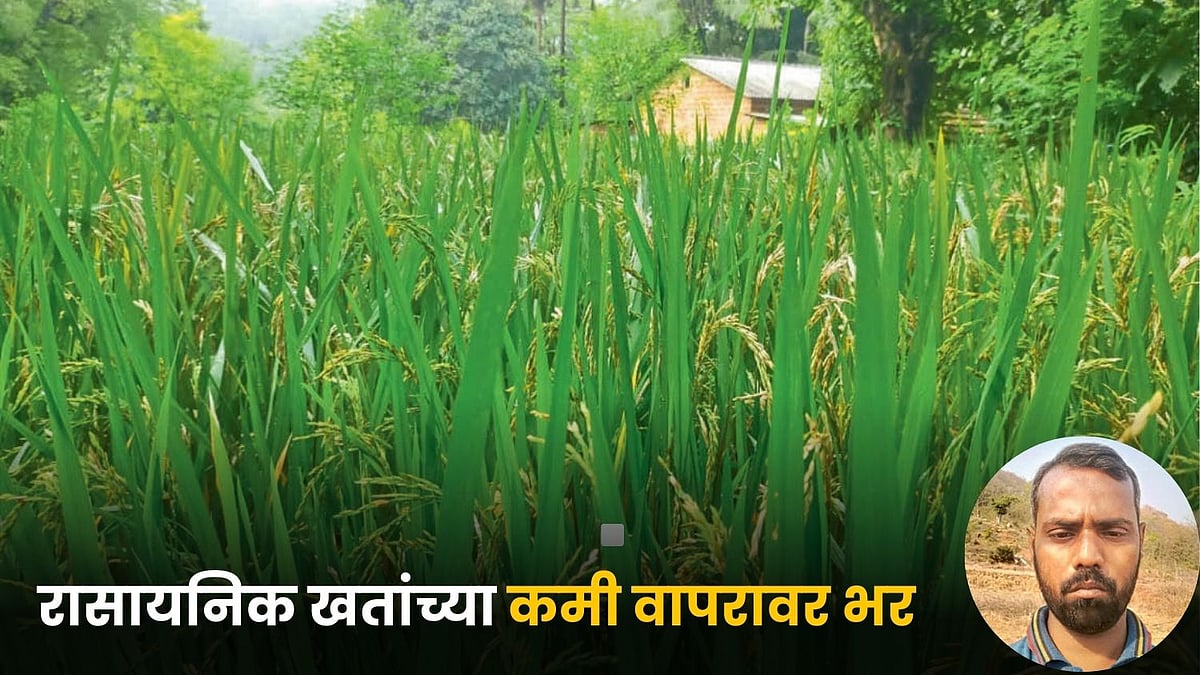 Paddy Farming | रासायनिक खतांच्या कमी वापरावर भर | Emphasis on less use ...