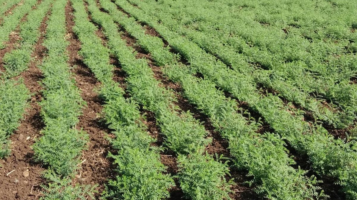 Chana Cultivation : हरभरा पेरणीसाठी अजूनही वेळ गेलेली नाही ...
