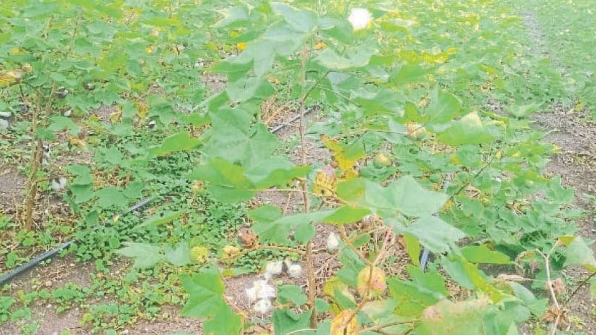 Cotton Disease । कपाशीच्या पिकात पातेगळ वाढली । Leaf Falling increased ...