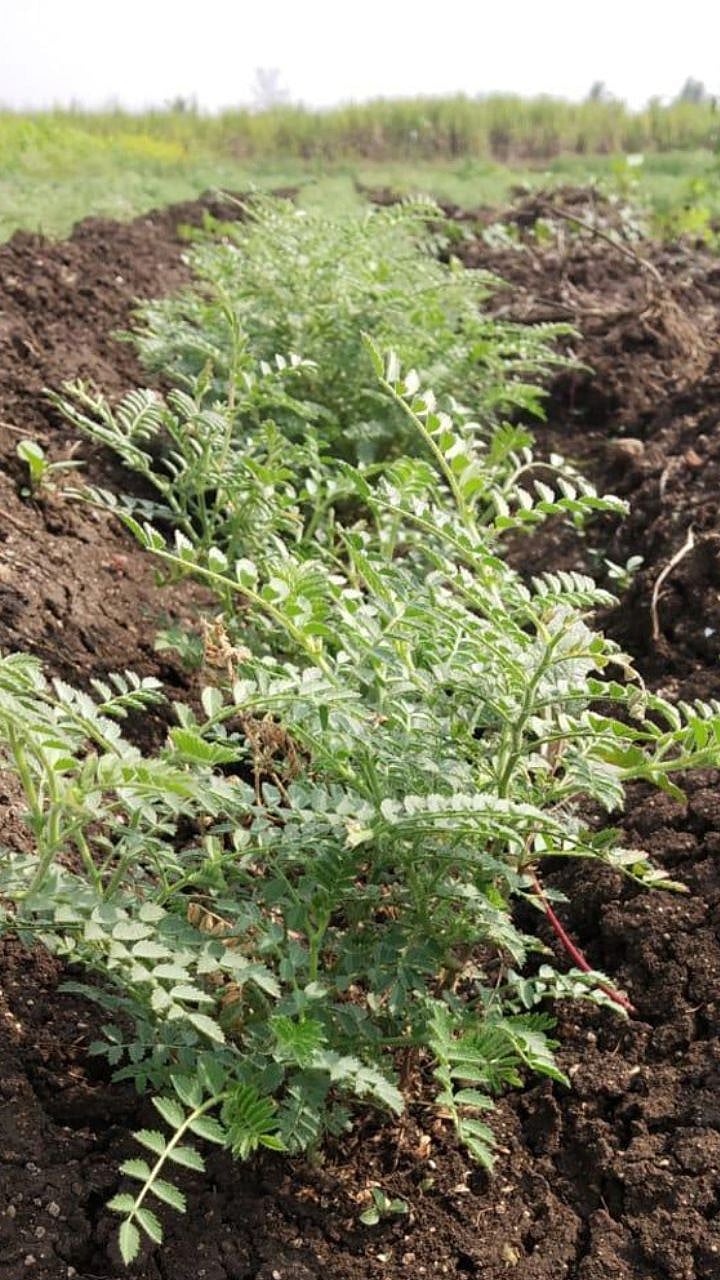 Chana Cultivation : हरभरा पेरणीची योग्य वेळ कोणती?|What is the right ...