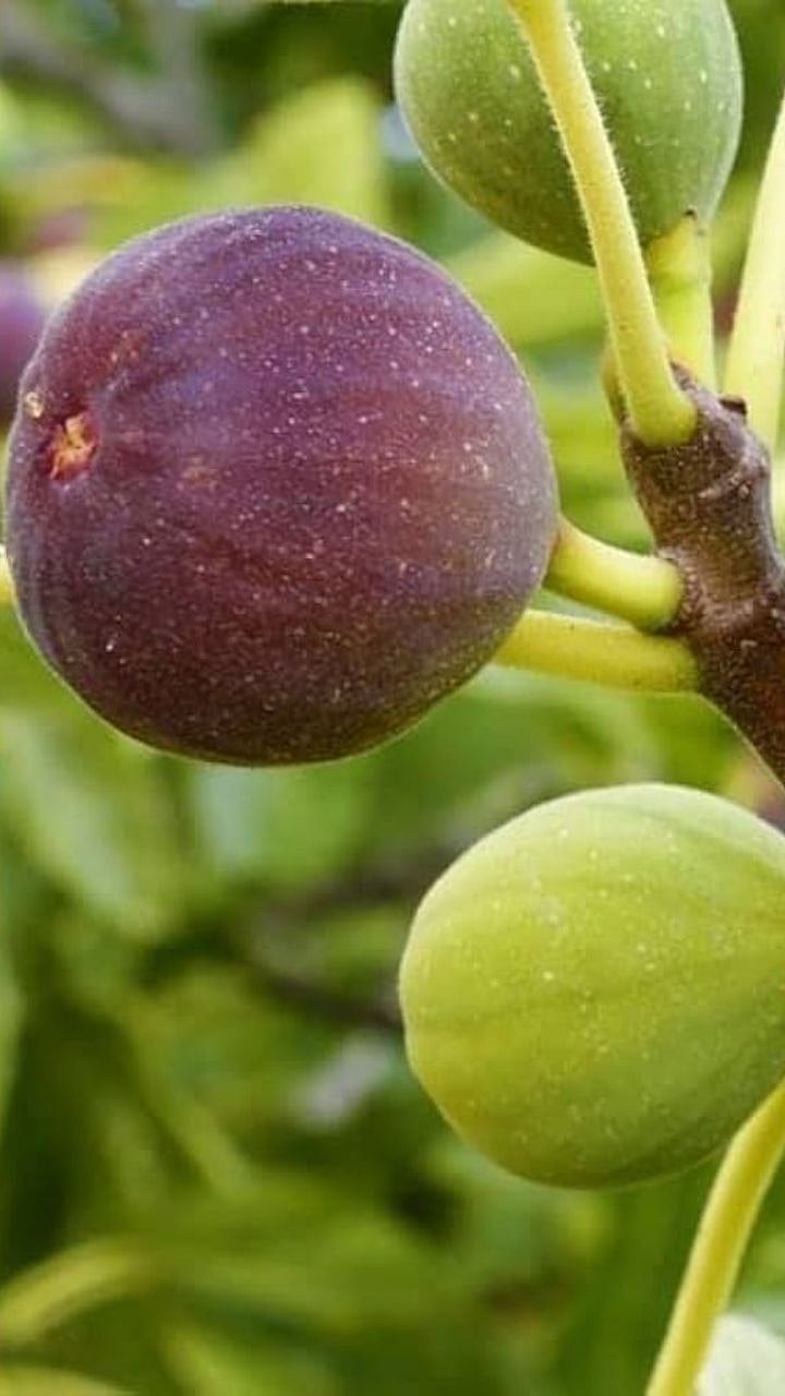 Fig Eating : अंजीर का खावं ? रोज एक अंजीर खाल्ल्यास काय होईल|Why eat ...