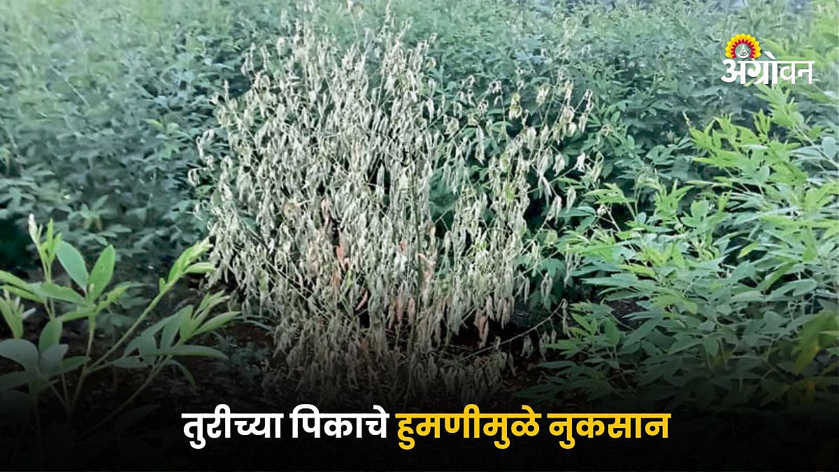 Humani Pest Issue | तुरीच्या पिकाचे हुमणीमुळे नुकसान | The Tur crop has ...