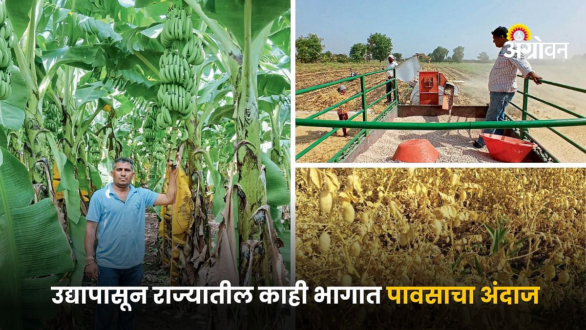 Success in chana cultivation by mastering the technique, Article on Agrowon