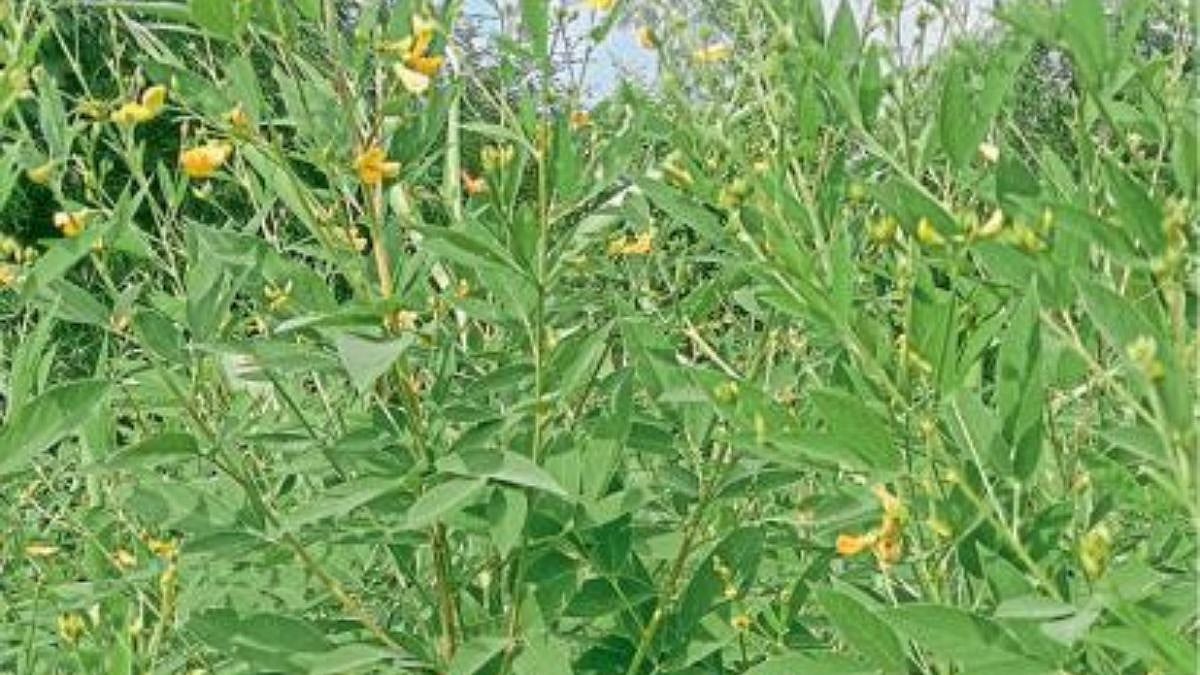 Tur Cultivation । बळीराजाला मिळाला तुरीचा आधार । Farmers got the ...