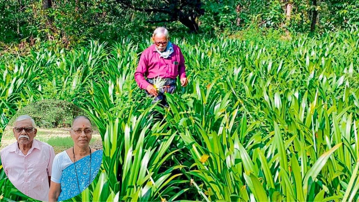 Lily Flower Farming । वन्यप्राण्यांच्या समस्यांवर लिली शेतीतून उपाय ...