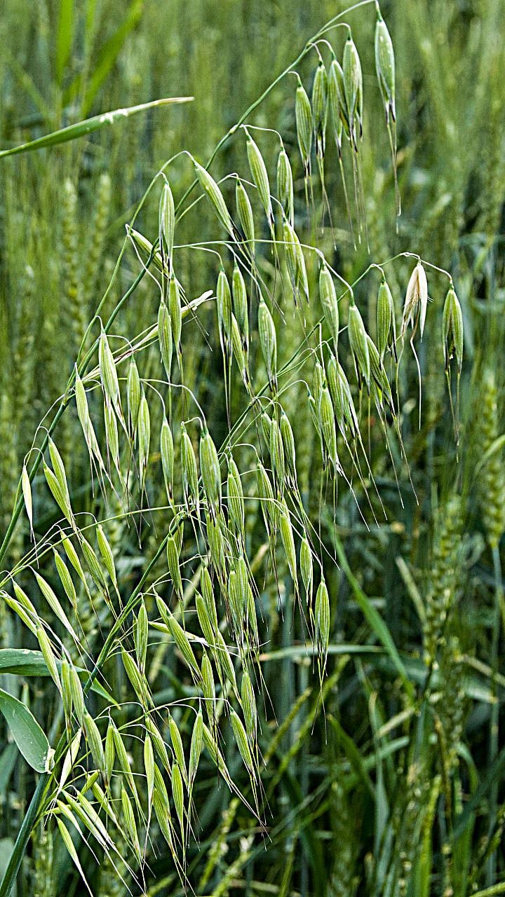 Oat Fodder Crop : हिरवा, वाळलेला कसाही वापरा ओट चा चारा|Oats Fodder ...