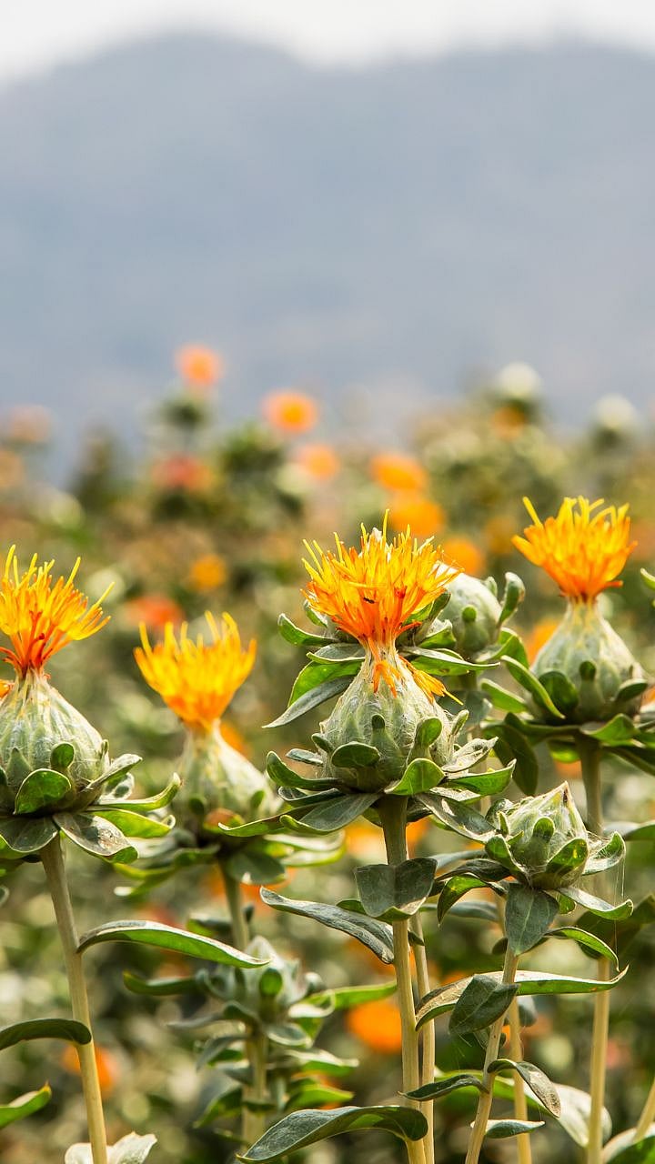 Safflower Cultivation : करडई पेरणीची योग्य वेळ कोणती?|What is the right ...
