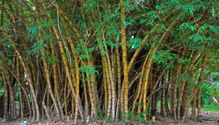 Bamboo Cultivation : सिंधुदुर्गात ४०० हेक्टर क्षेत्रावर बांबू लागवड ...