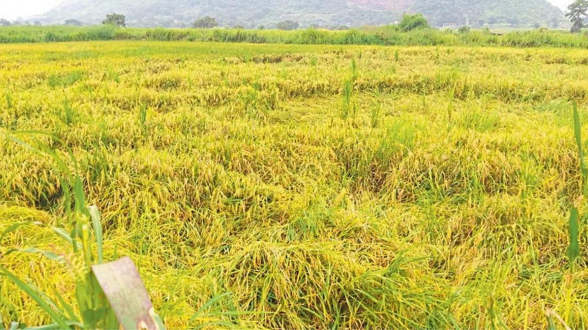 Paddy Crop Damage । बहरलेल्‍या भातपिकाचे पावसामुळे नुकसान । Rain damage ...