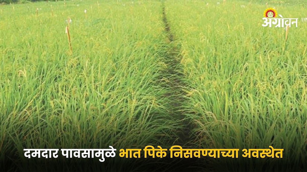 Paddy Crop | दमदार पावसामुळे भात पिके निसवण्याच्या अवस्थेत | Due to ...