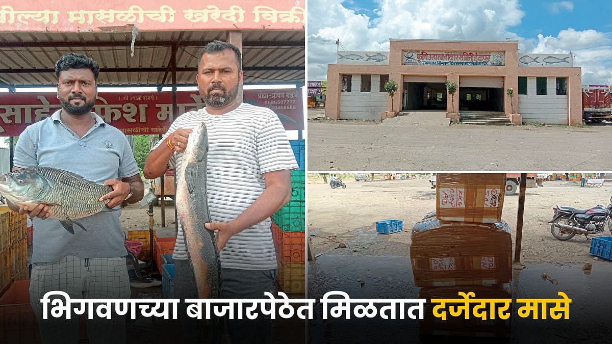 Bhigwan Fish Market | भिगवणच्या बाजारपेठेत मिळतात दर्जेदार मासे ...