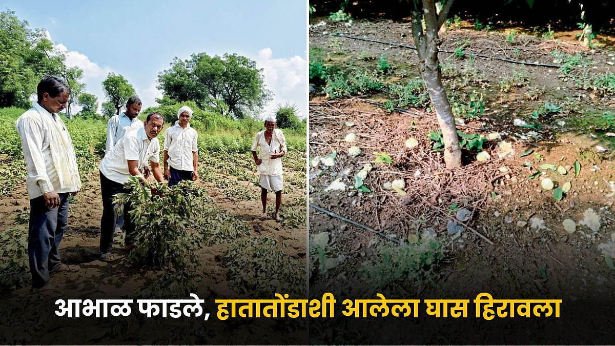 Heavy Rain |आभाळ फाटले, हातातोंडाशी आलेला घास हिरावला | Destruction of ...