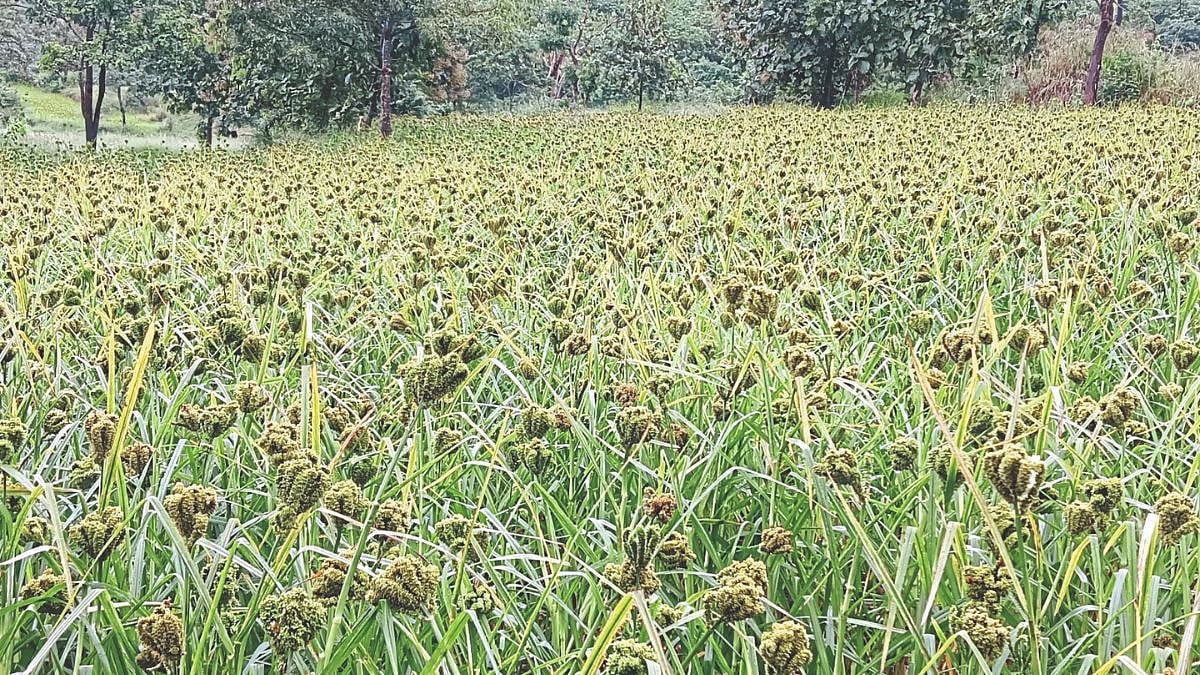 Ragi Crop : पावसाने नाचणीला पिकास फटका, उत्पादनावर परिणाम होण्याची ...