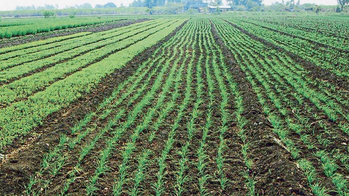 Rabi Crop Management । कोरडवाहू क्षेत्रातील रब्बी पिकांचे नियोजन ...