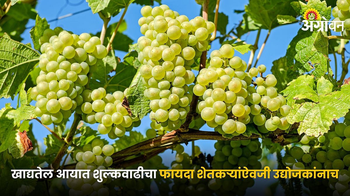 Grape Harvest Season | आगाप द्राक्ष हंगाम काढणीचा ‘श्रीगणेशा’ | The ...