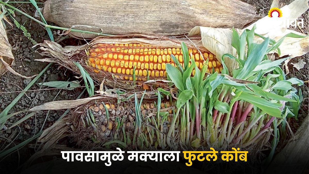 Maize Crop Loss | बुलडाणा जिल्ह्यात पावसामुळे मक्याला फुटले कोंब | Due ...