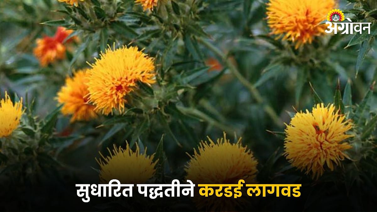 Safflower Cultivation | सुधारित पद्धतीने करडई लागवड | Improved Method ...