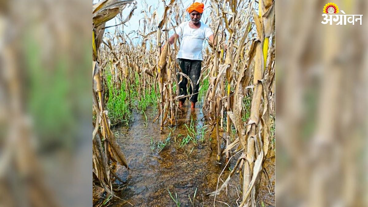 Crop Damage । मॉन्सूनोत्तर पावसाचा ३८ हजार हेक्टरला फटका । Crop Damage ...