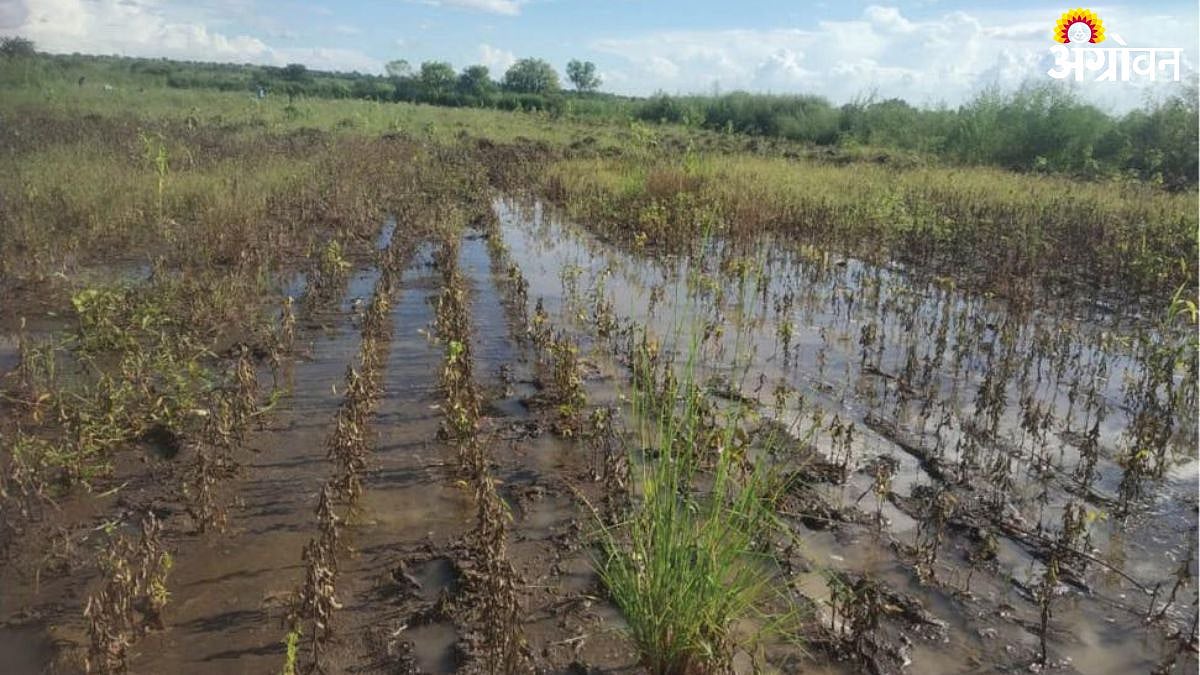 Soybean Crop Damage । परतीच्या पावसाने शेतात सोयाबीनचा चिखल । Soybean ...