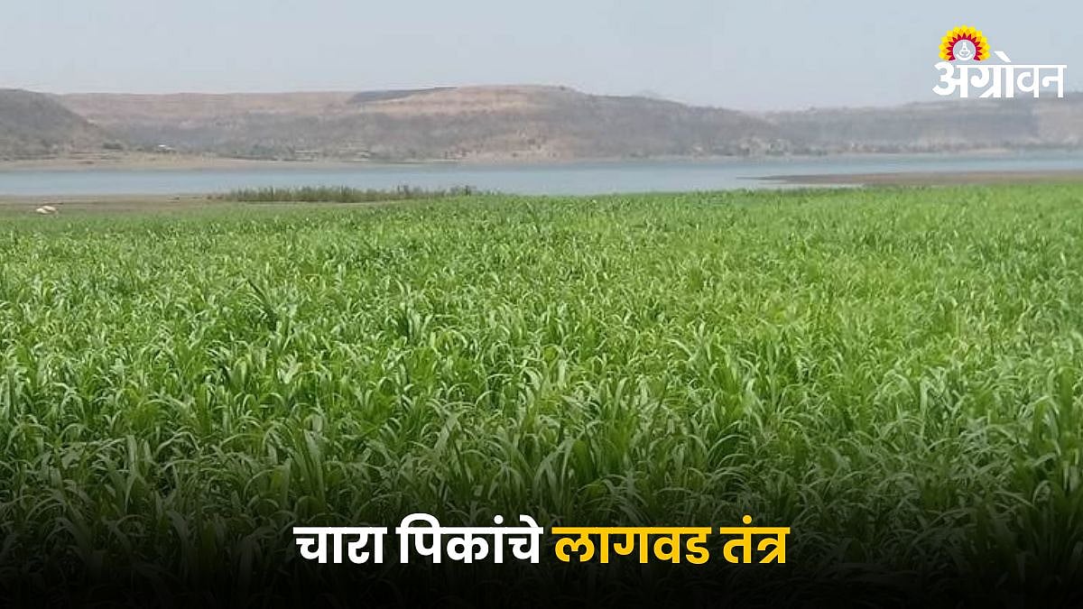 Fodder Crop | चारा पिकांचे लागवड तंत्र | Techniques for fodder crop ...