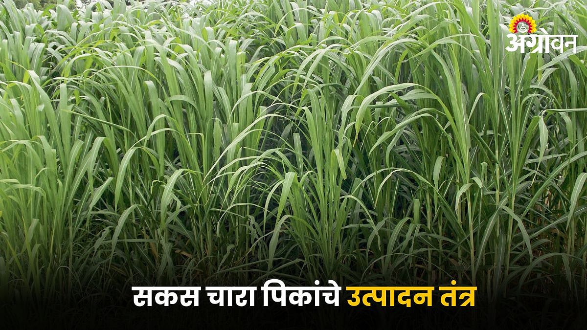 Agriculture Technology | सकस चारा पिकांचे उत्पादन तंत्र | Production techniques for nutritious ...