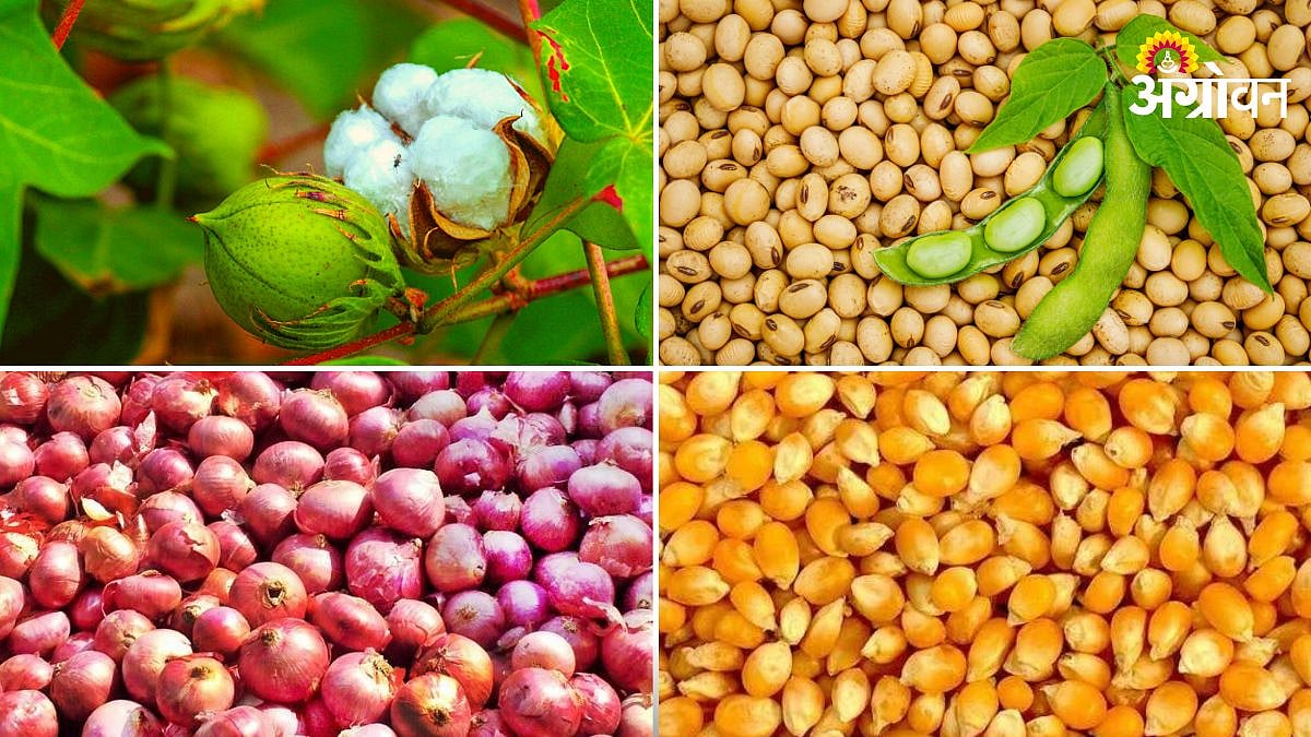 Agrowon Podcast | मक्याचा बाजारभाव टिकून; कापूस, सोयाबीन, कांदा तसेच ...