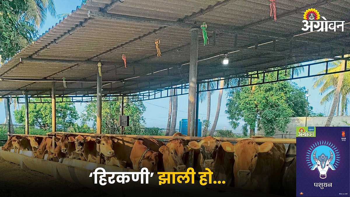 Cattle Farming | ‘हिरकणी’ झाली हो... | Hirakani was born, Article on ...
