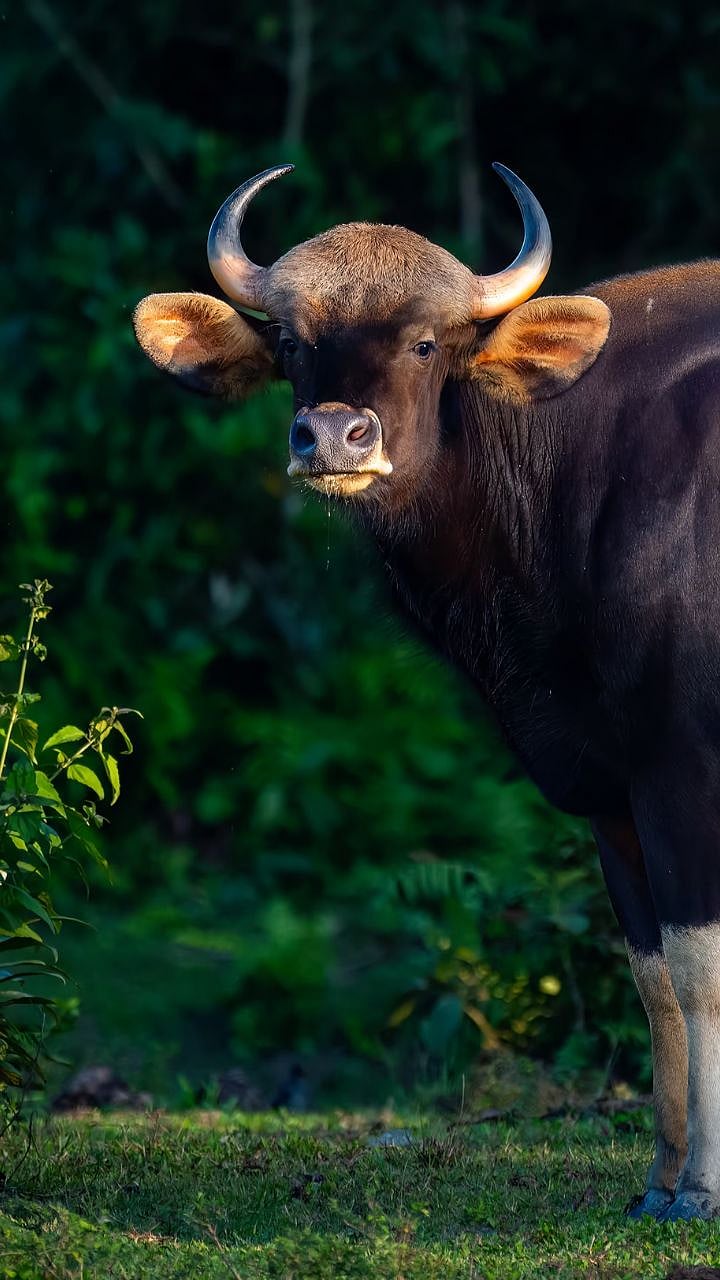 Indian Bison| राधानगरीच्या जंगलात आढळणारा गव्याला 'या' राज्यात आहे ...