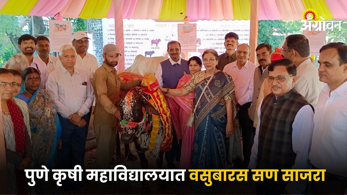 Vasubaras Festival 2024 | पुणे कृषी महाविद्यालयात वसुबारस सण साजरा ...