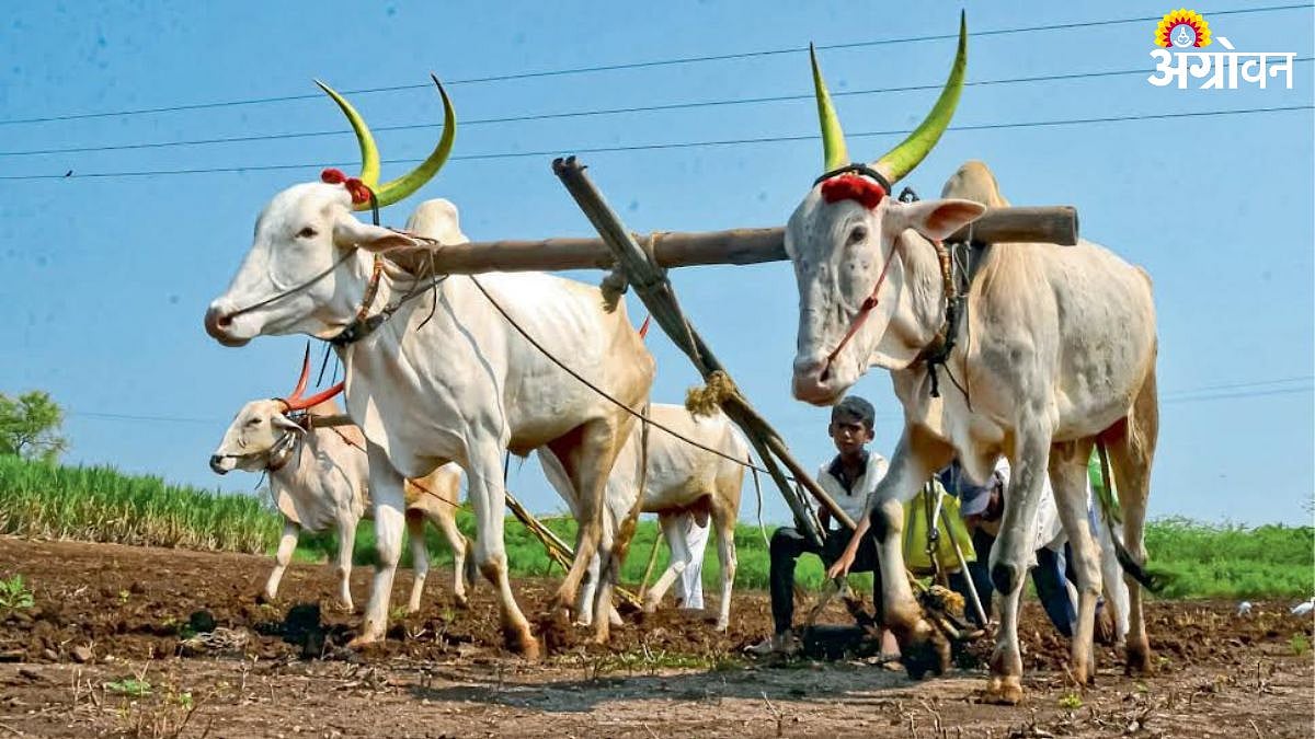 Farmers Diwali । रत्नागिरीत शेतकऱ्यांची दिवाळी आता शेतावरच । Diwali of ...