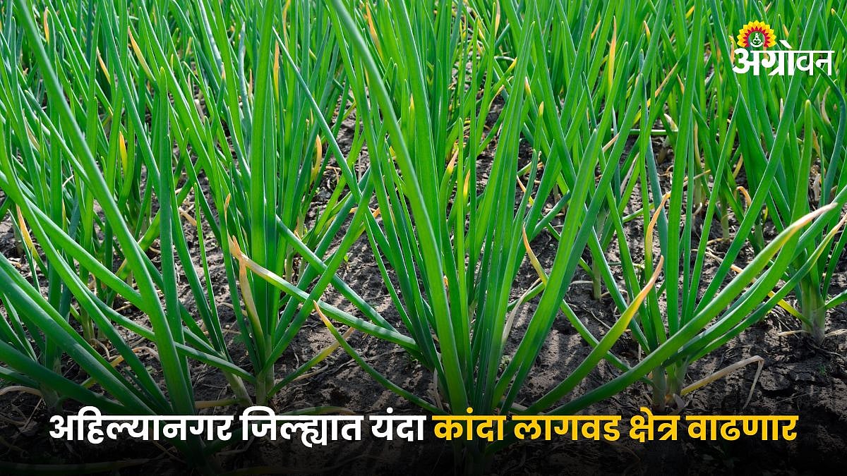 Onion Farming | अहिल्यानगर जिल्ह्यात यंदा कांदा लागवड क्षेत्र वाढणार ...