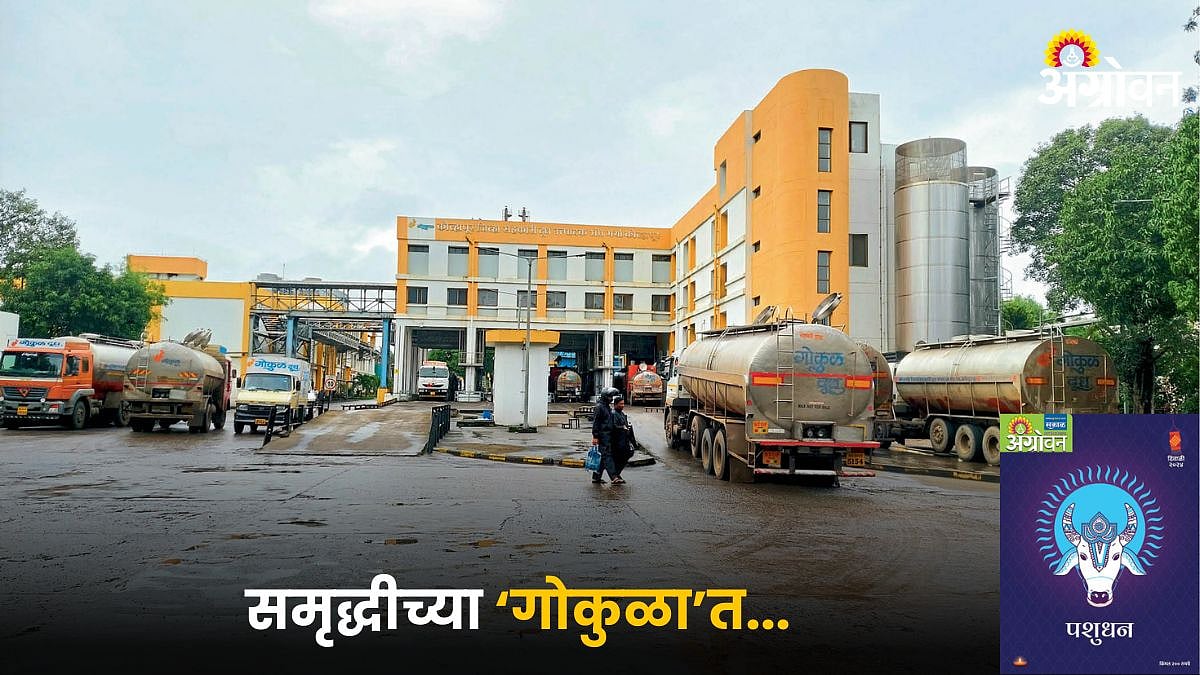 Gokul Dairy | समृद्धीच्या ‘गोकुळा’त... | In the prosperous Gokul ...