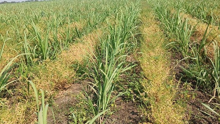 Inter Cropping । रब्बीमध्ये आंतरपीक पद्धती ठरते फायदेशीर ...