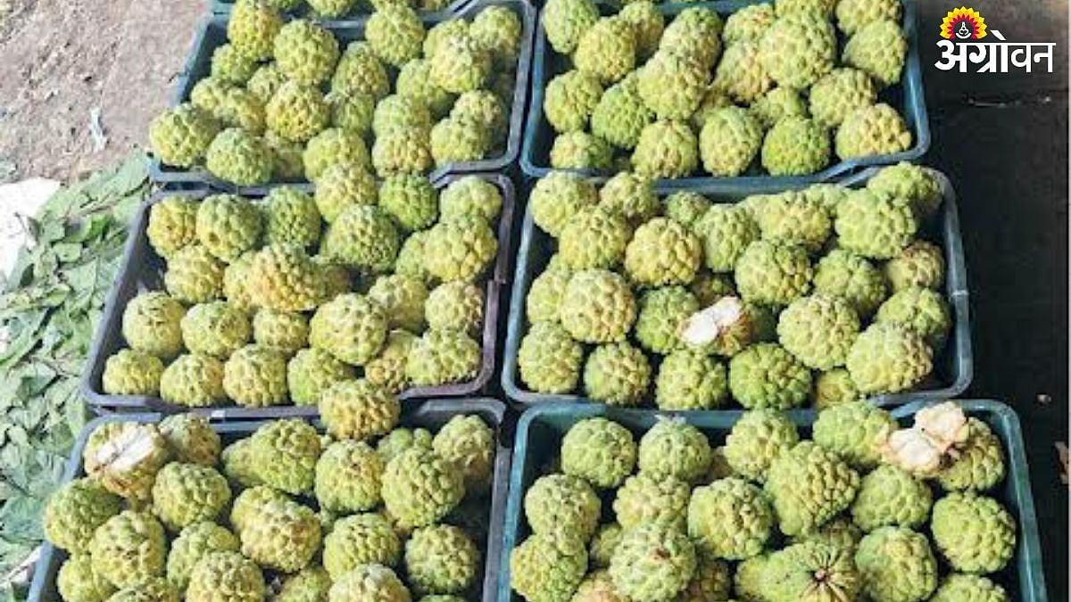 Golden Sitafal । गोल्डन सीताफळाकडे ग्राहकांची पाठ । arrival of Golden ...