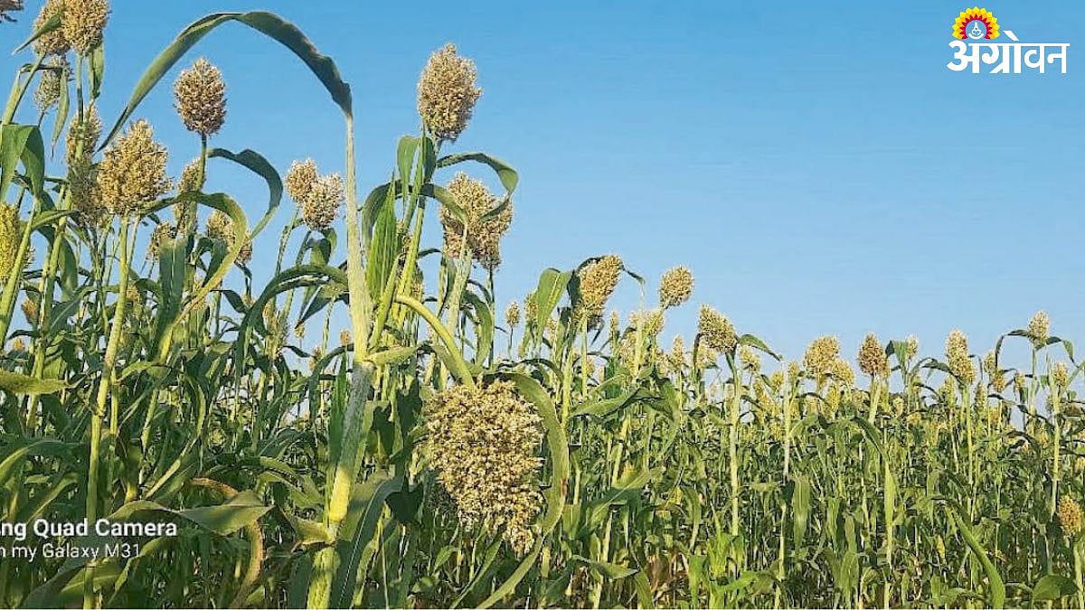 Hurda Jowar । हुरडा ज्वारी उत्पादनाचे गवसले तंत्र । Techniques of hurda ...