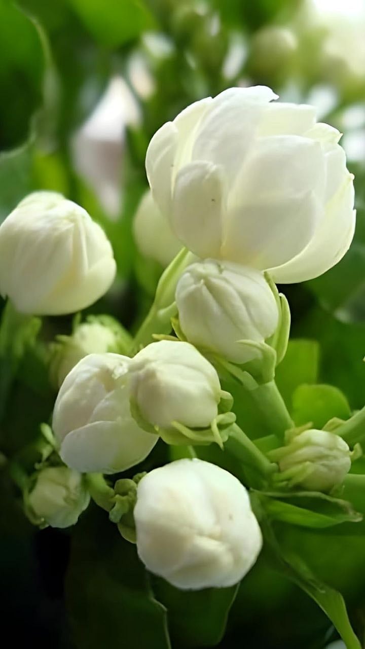 Mogra flower|महिलांच्या पहिल्या पसंतीचे असणारे 'हे' फूल देते ...