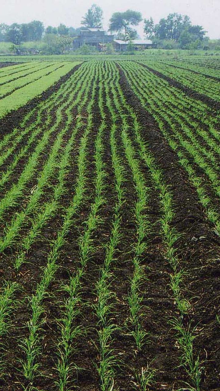 Wheat Sowing : गहू पेरणीची सुधारित पद्धत|An improved method of sowing wheat