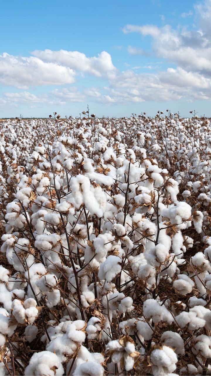 Cotton Storage : कापसाची साठवण कशी कराल?|How to store cotton?