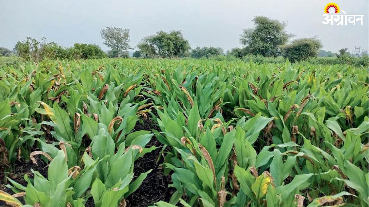 Turmeric Disease । रिसोड तालुक्यात हळदीवर कंदकुज, करपा रोग । Incidence ...