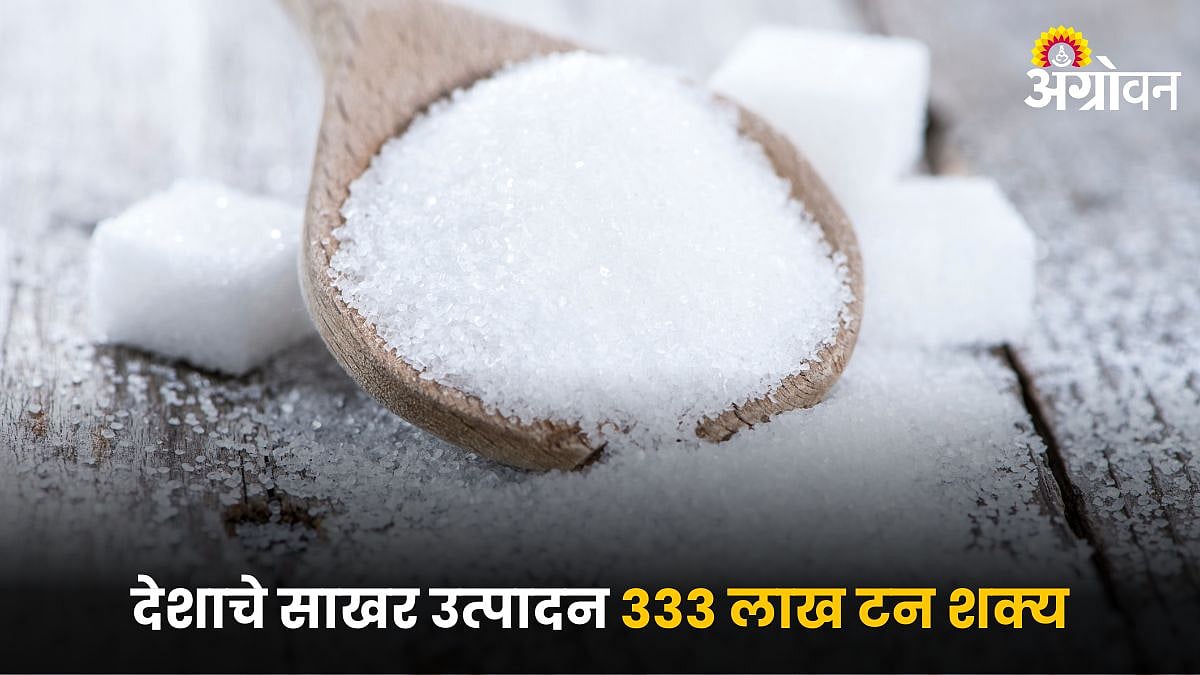 Sugar Production | देशाचे साखर उत्पादन ३३३ लाख टन शक्य | The country ...